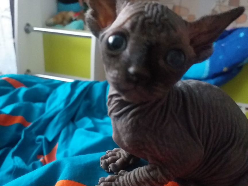 Канадский сфинкс котята