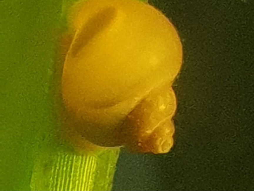 Улитки аквариумные ампулярии