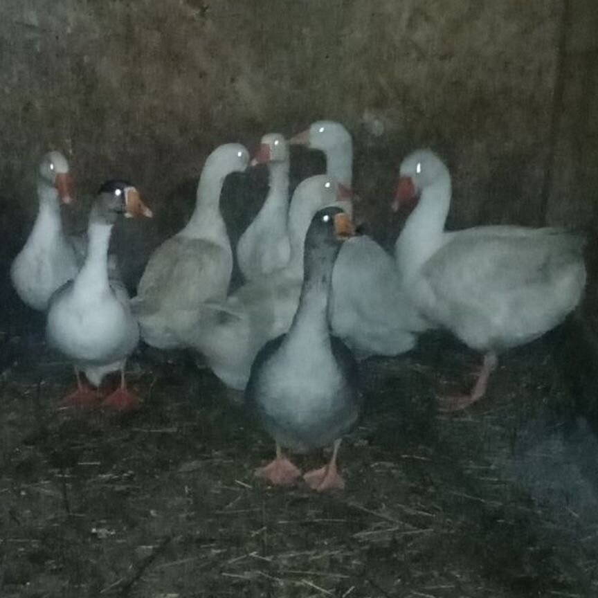 Гуси на племя