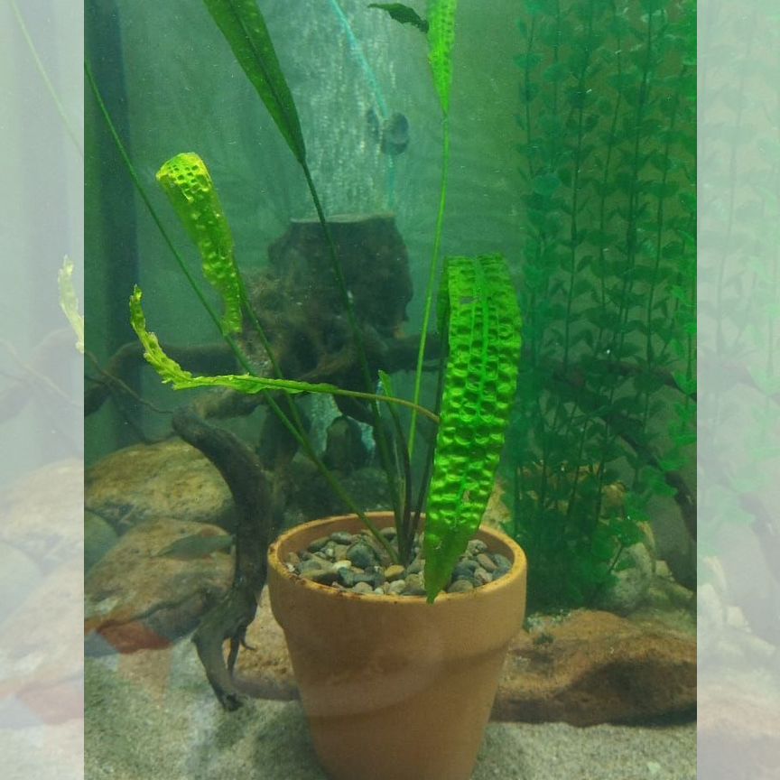 Аквариумные растения