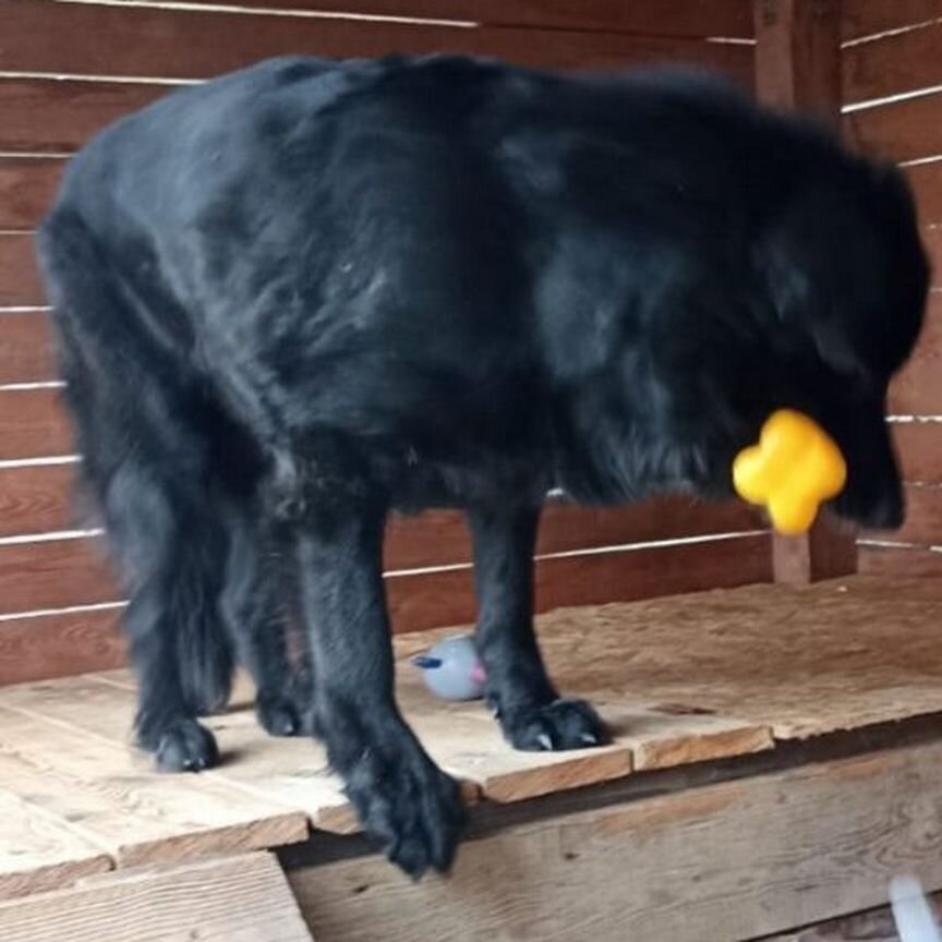 Немецкая овчарка, взрослый пёс