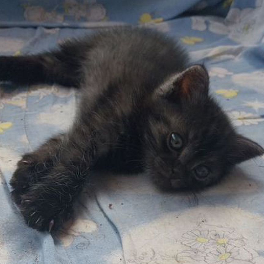 Котёнок в добрые руки