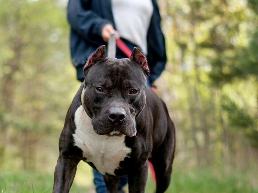 Рокки - пёс, который умеет говорить