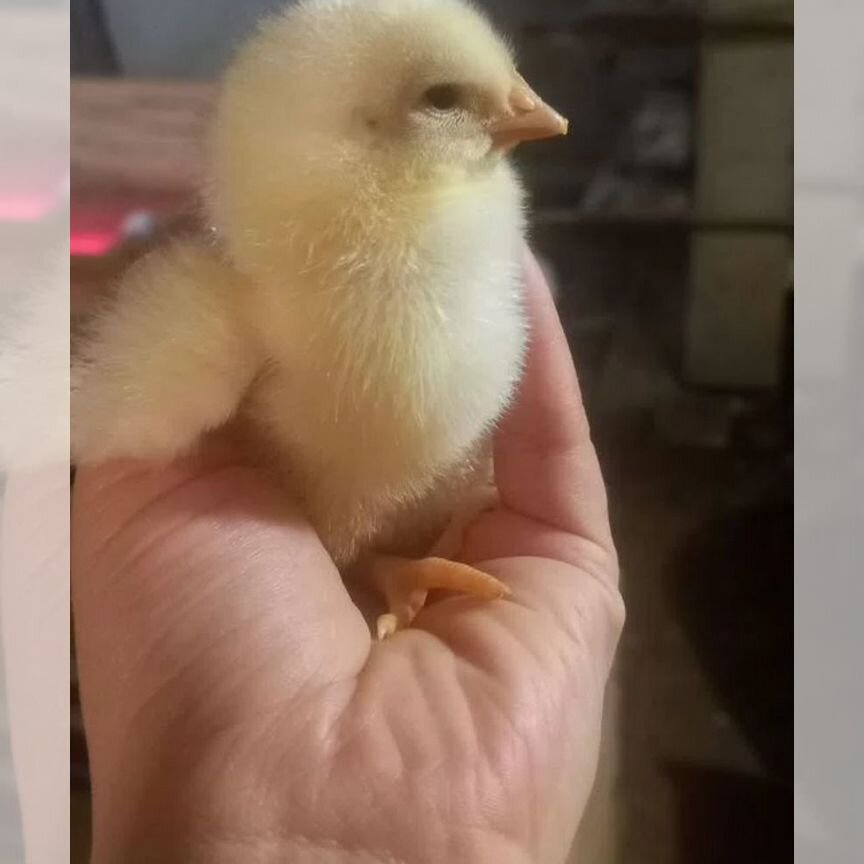 Цыплята бройлеры росс 308