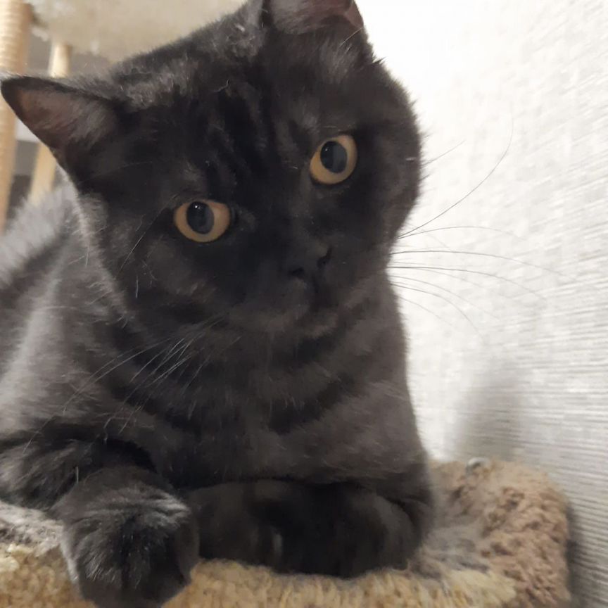 Найдена на улице. Очень нужен дом кошке Симе