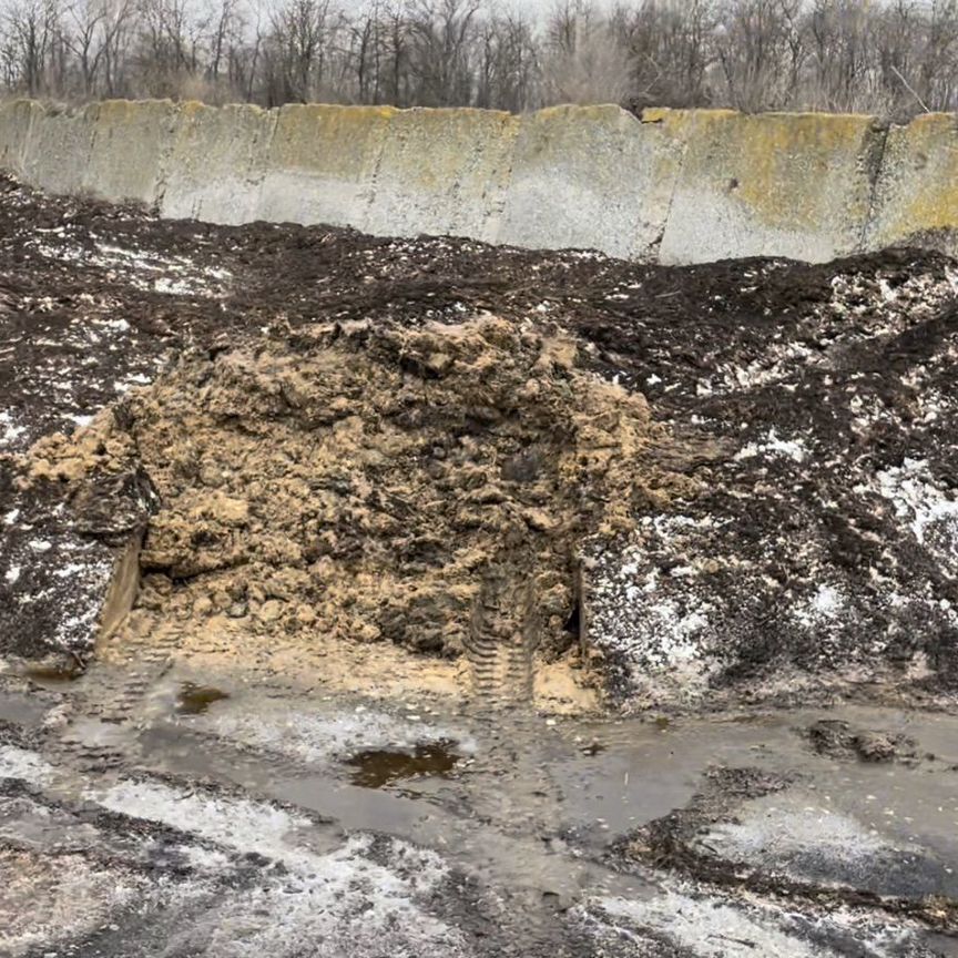 Жом сырой свекольный