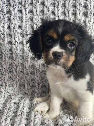 Кавалер кинг чарльз спаниель девочка с РКФ