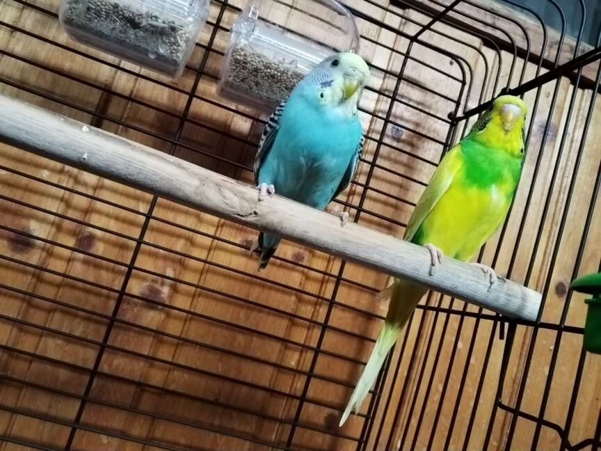 2 волнистых попугая с клеткой