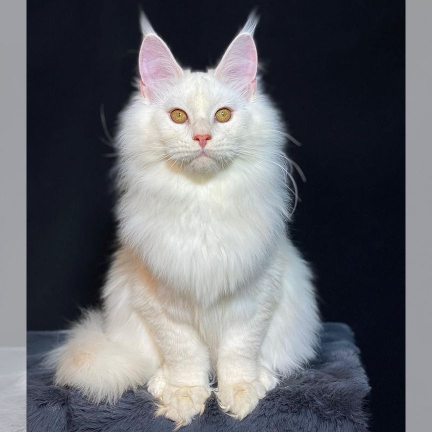 Мейн-кун котёнок