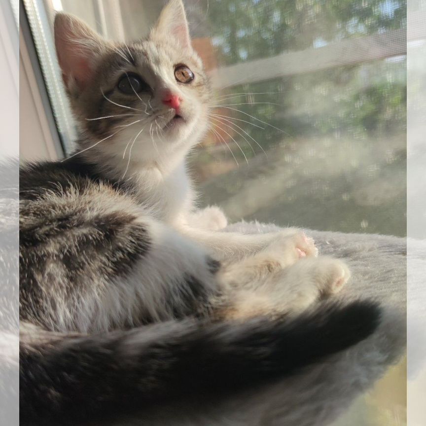 Котёнок в добрые руки