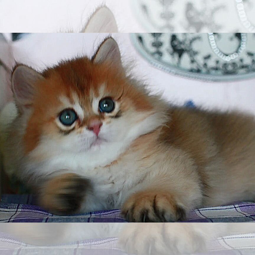 Шотландский прямоухий длинношёрстный котёнок