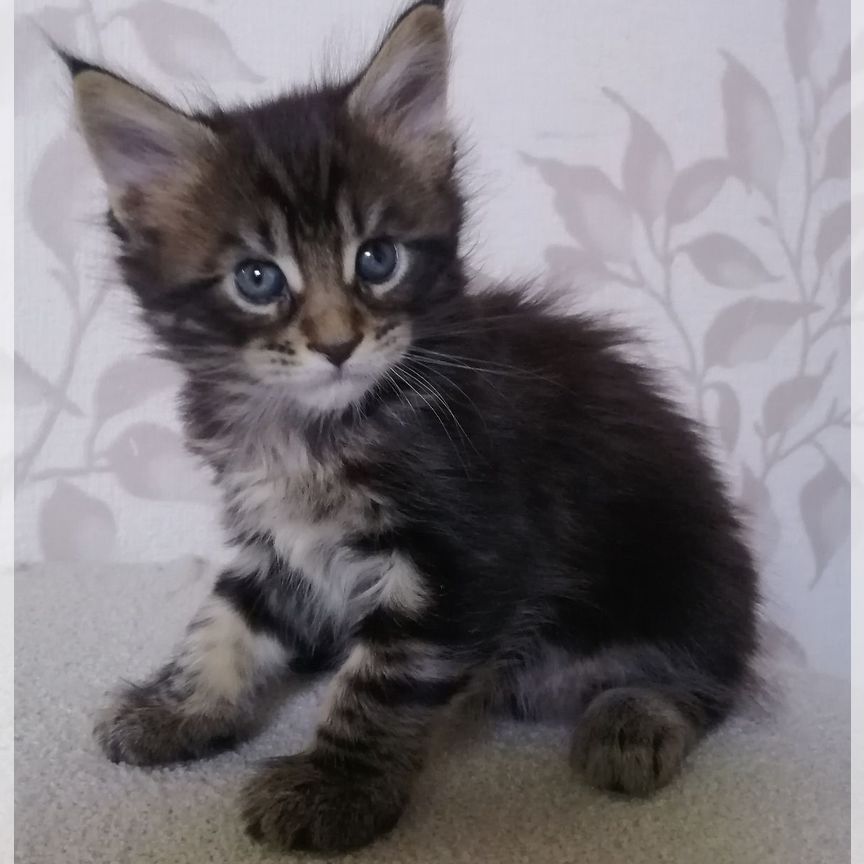 Мейн-кун котёнок