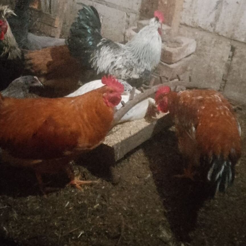 Молодые петухи