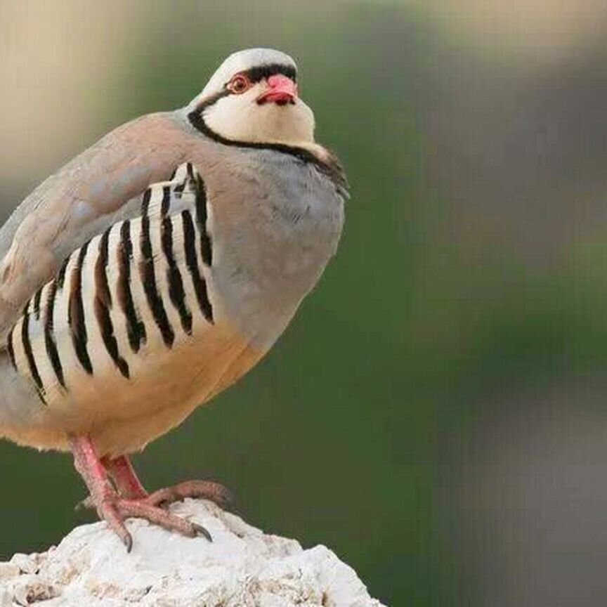 Кеклик куропатка