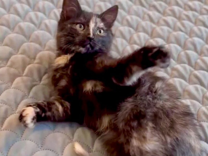 Трёхцветная радость в добрые руки