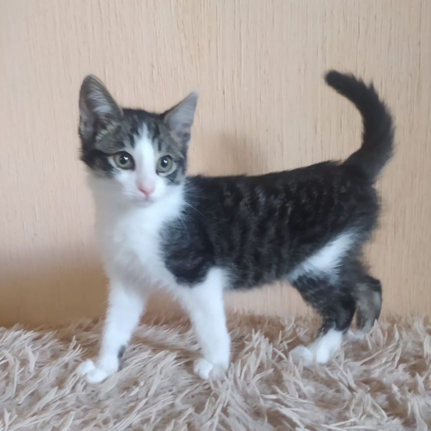 Милашка котеночек