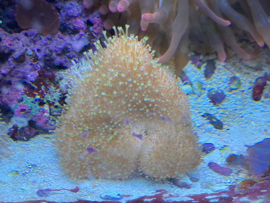 Коралл Саркофитон