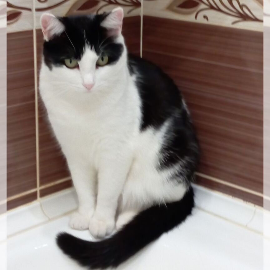 Кошечка европейская,двух лет