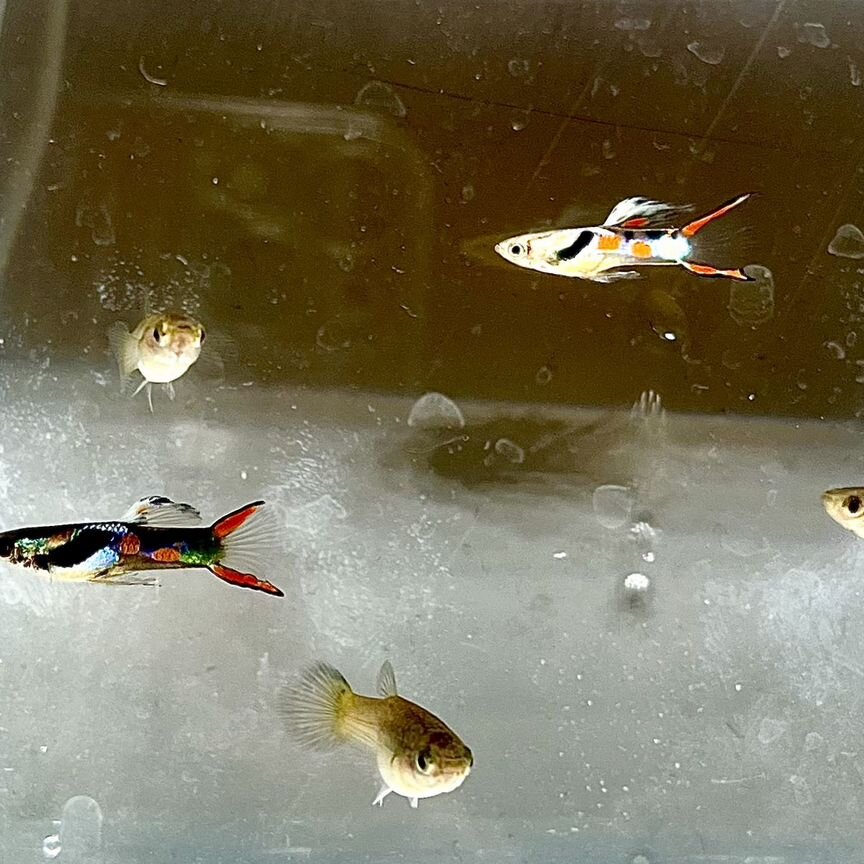 Гуппи Эндлерa