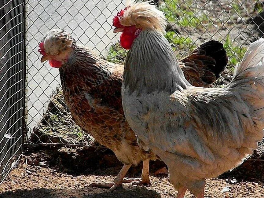 Куры домашние хохлатые, кохинхины