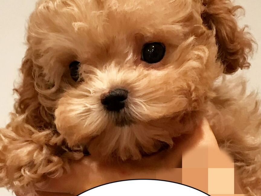 Мальтипу крошечные