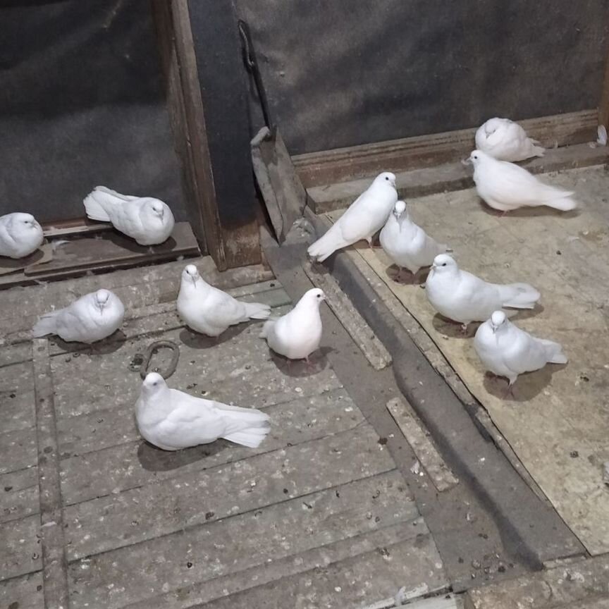 Белые голуби для свадеб