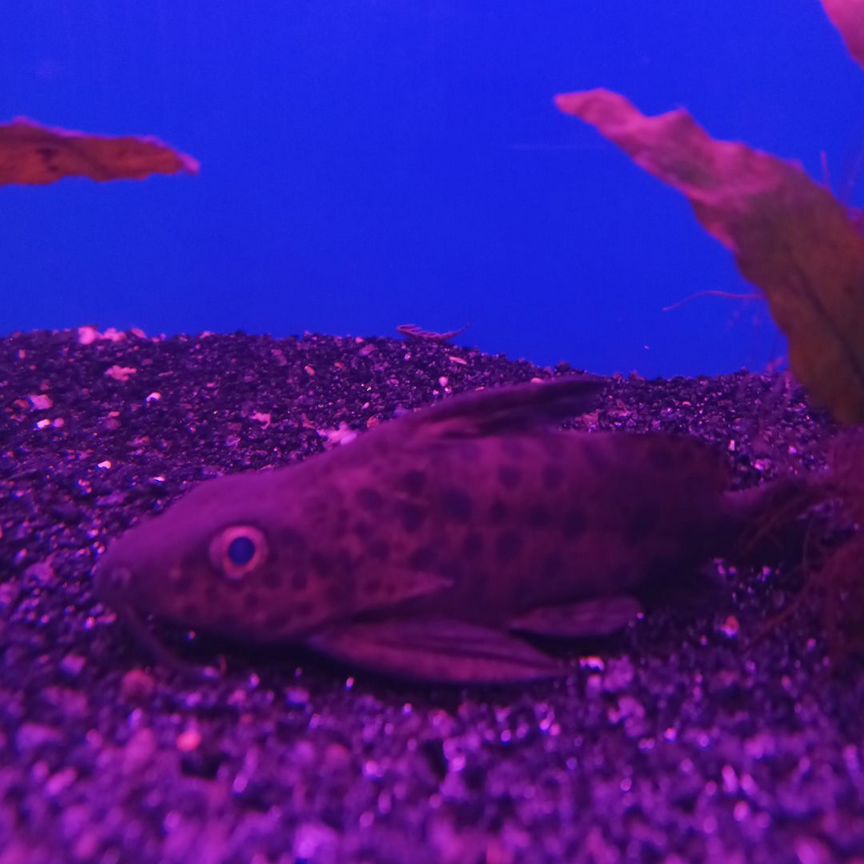 Сом синодонтис и тернеция