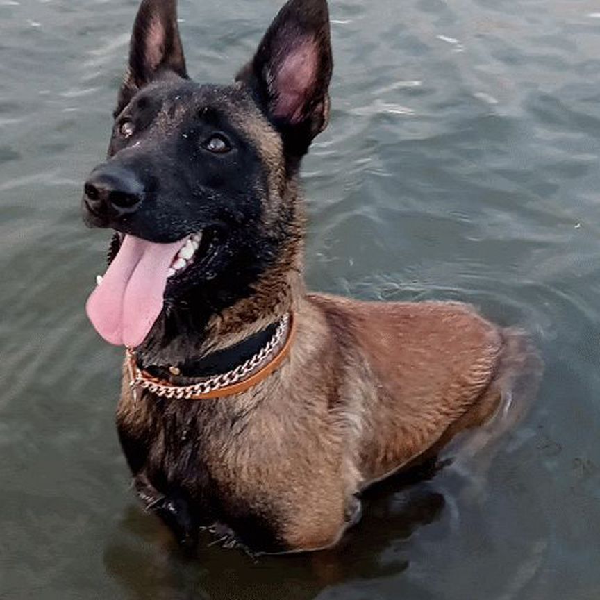 Кобель для вязки малинуа