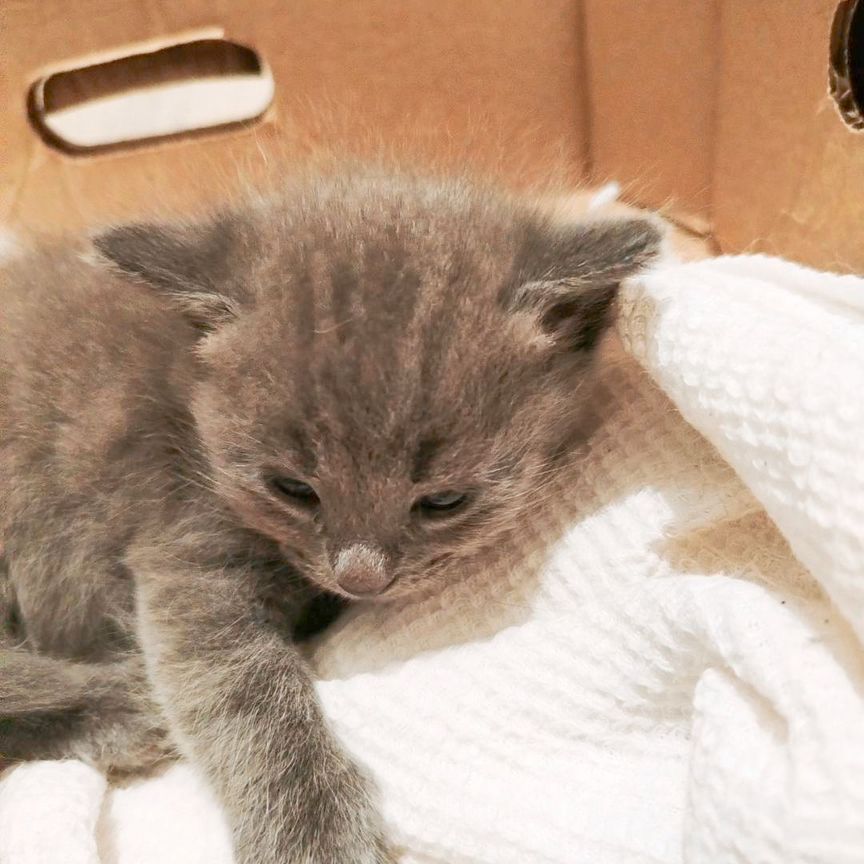 Котята 1 мес