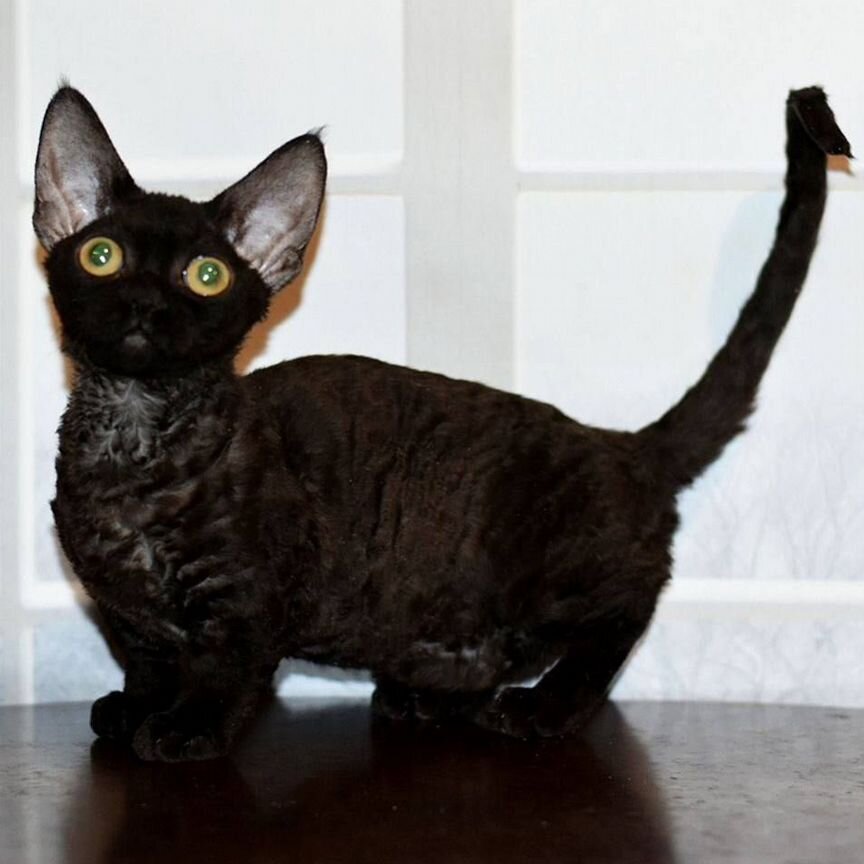 Минскин котёнок