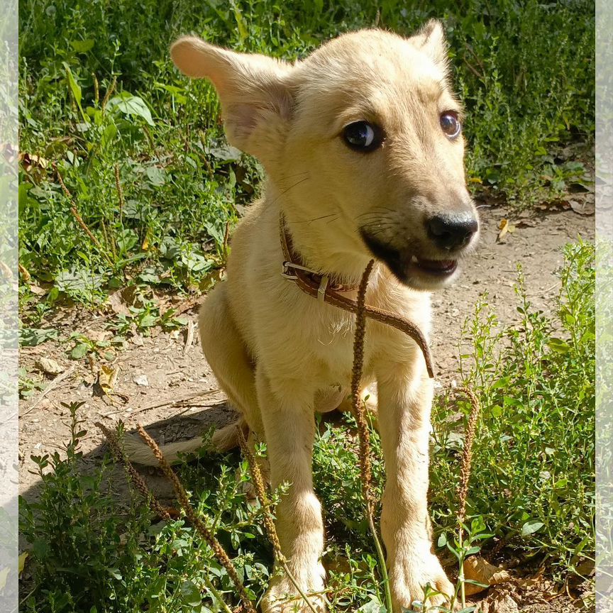 Лея, привезем, ей 3.5-4 месяца