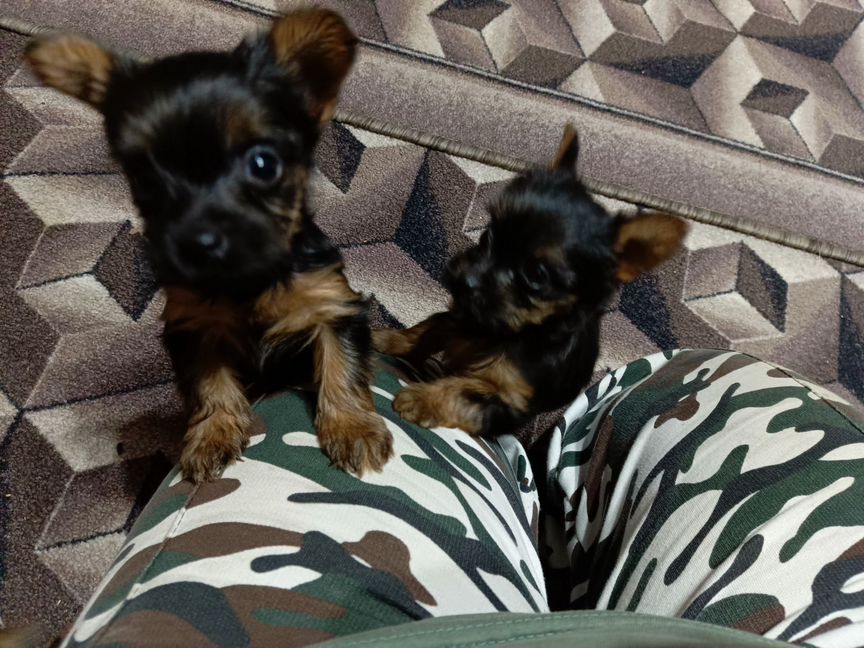 Йоркширский терьер