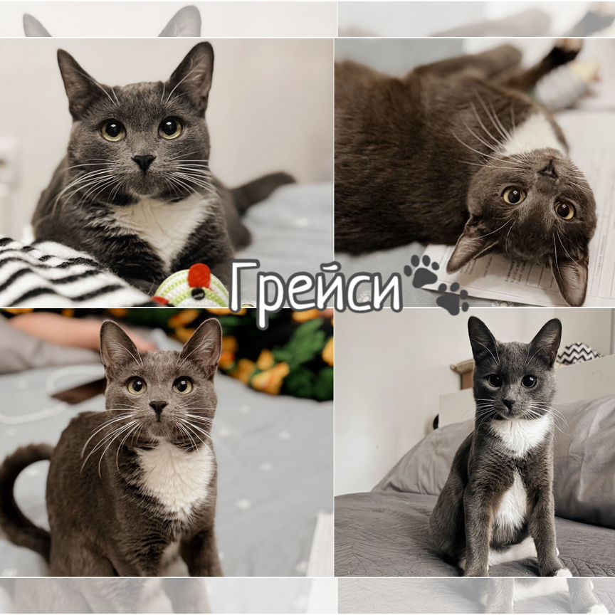 Котёнок в добрые руки