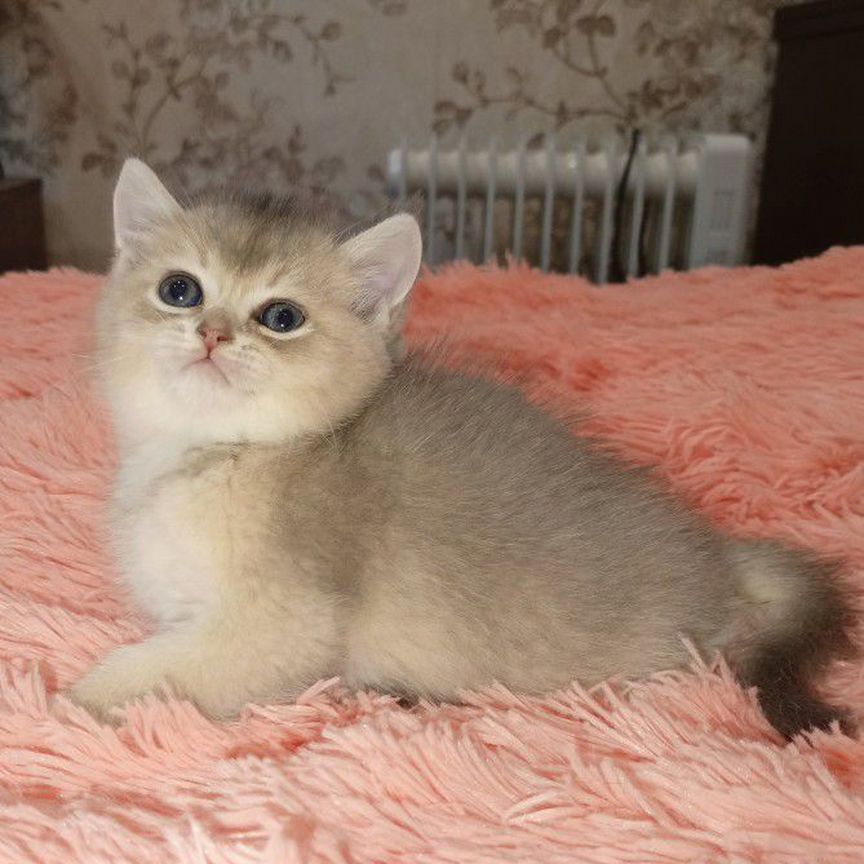 Шотландские котодетки голубое золото