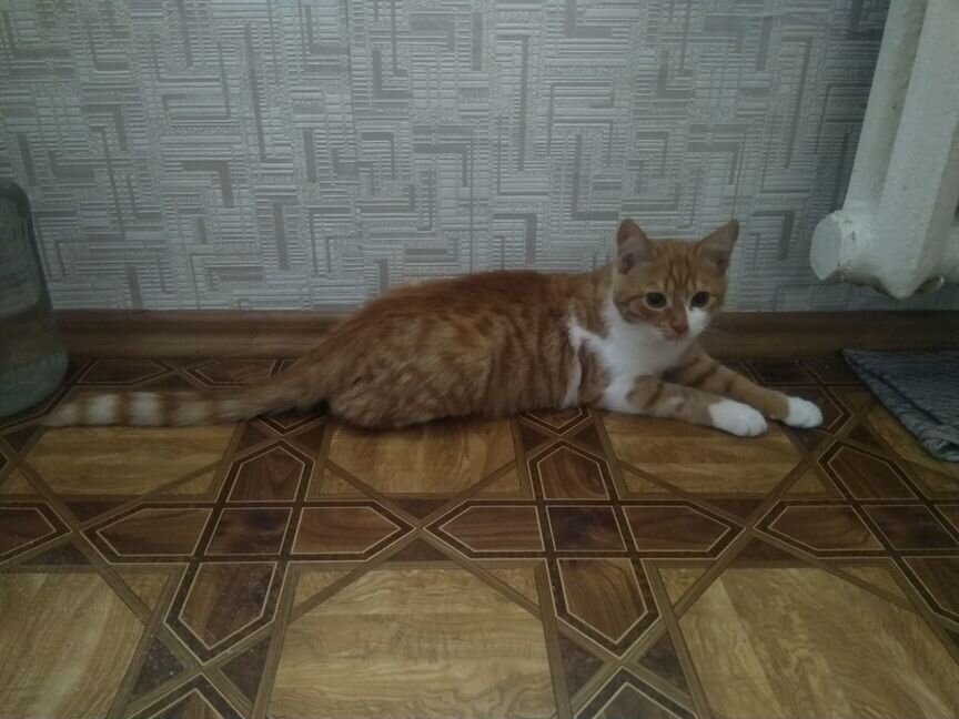 Рыжий котенок в добрые руки бесплатно