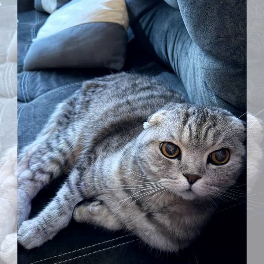 Шотландский вислоухий короткошёрстный, взрослый кот