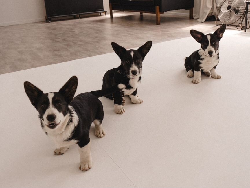 Щенки корги