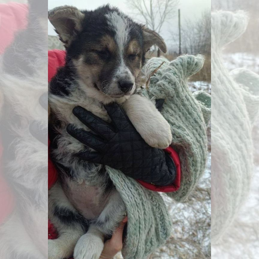 Щенок в добрые руки