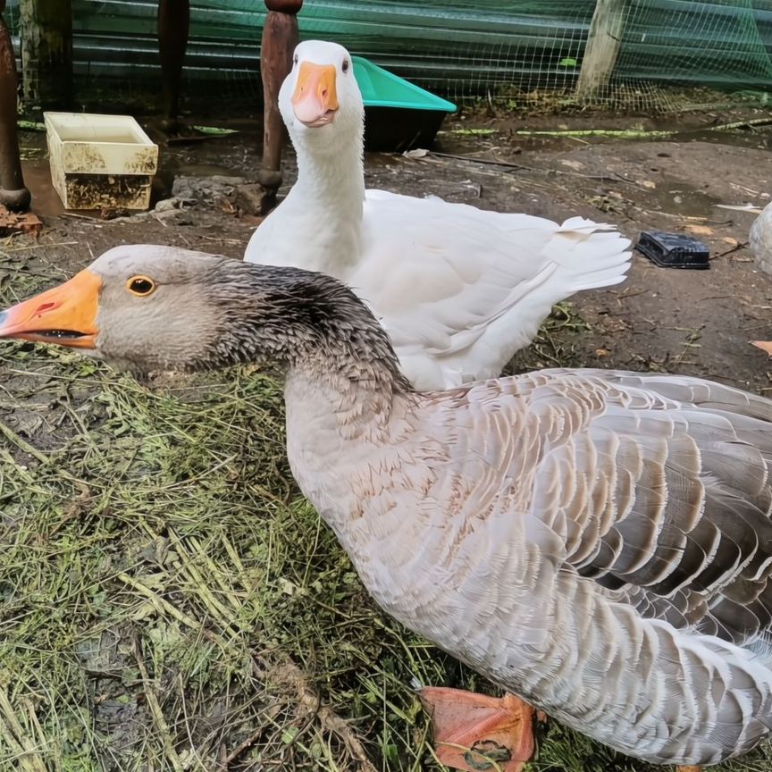 Гусь и гусыни(семья)