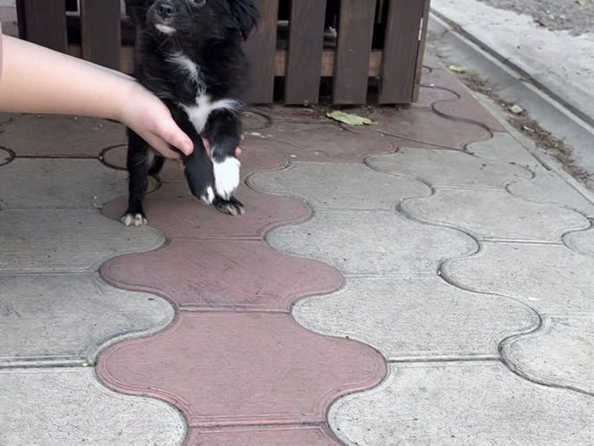 Чих мальчик подрощенный