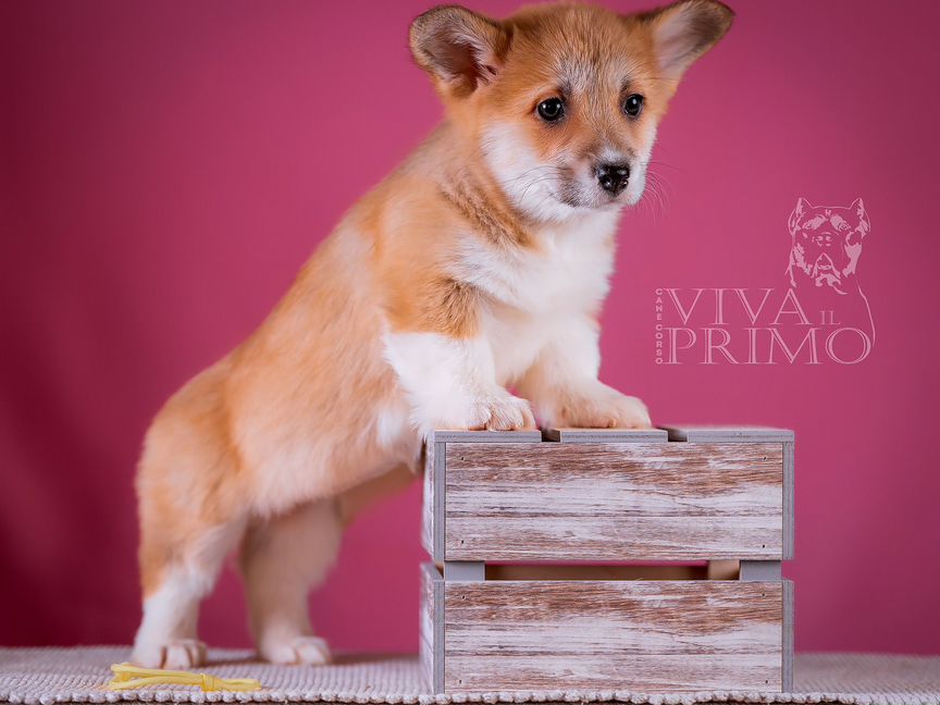 Вельш-корги пемброк