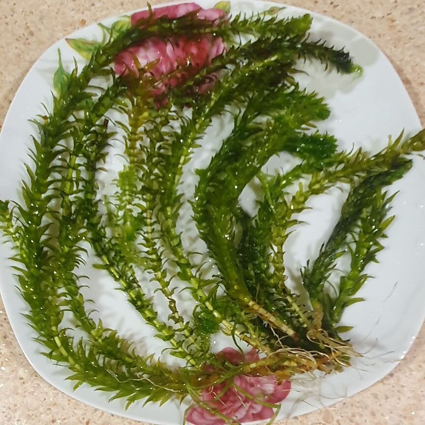 Водоросли для аквариума