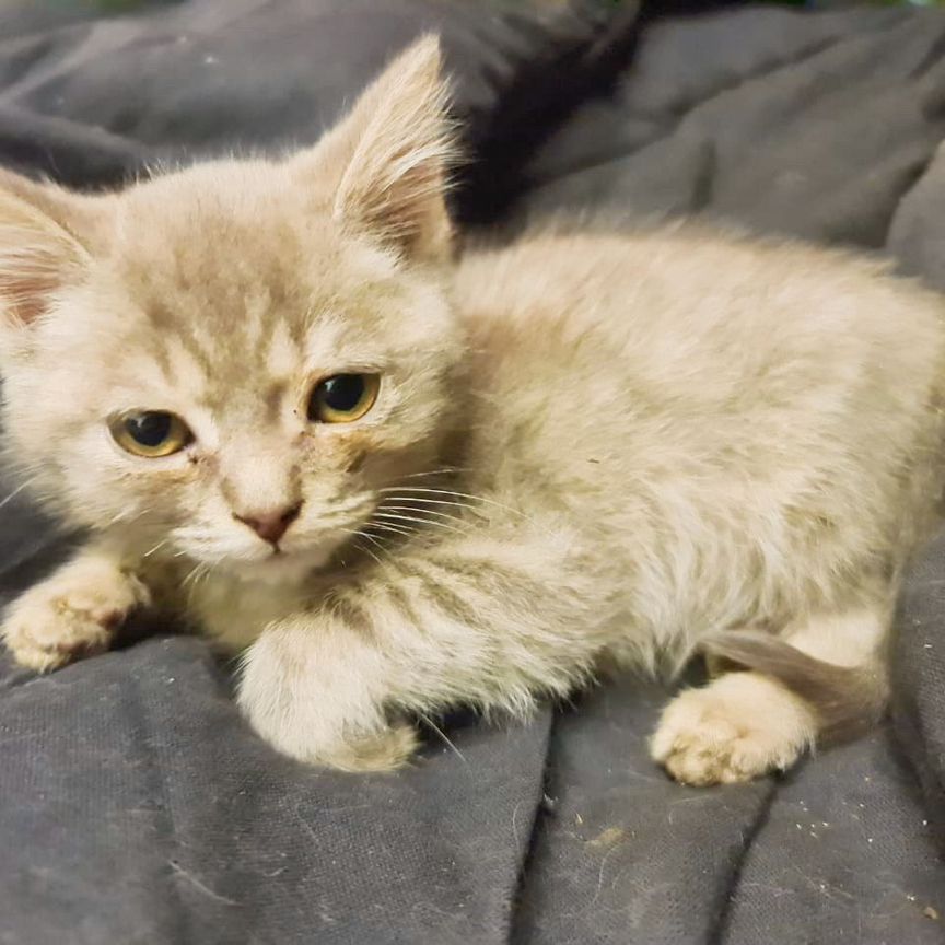 Котята 5 штук.Ищем передержку и дом