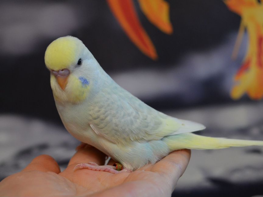 Птенчик волнистого попугая