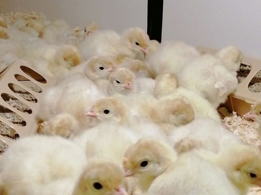 Индюшата хайбрид конвертер Канада