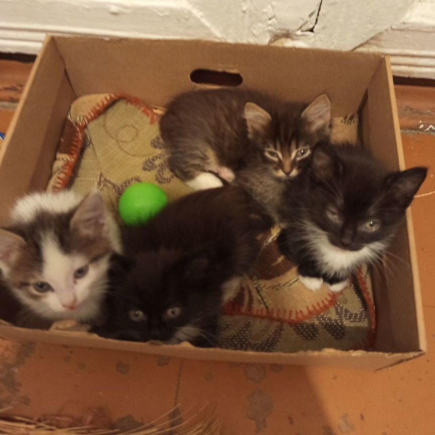 Сибирский котёнок