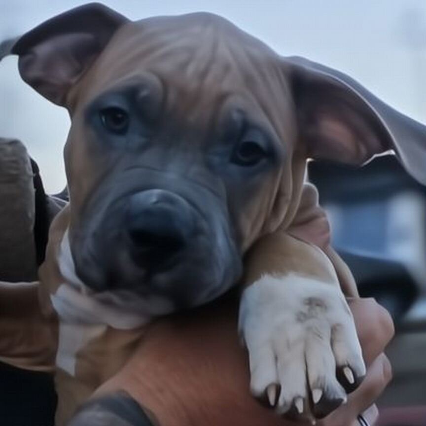 Американский стаффордширский терьер, щенок