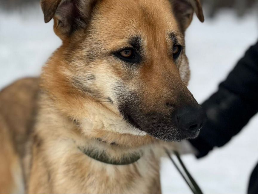 Молодая невероятно красивая собака в поисках дома