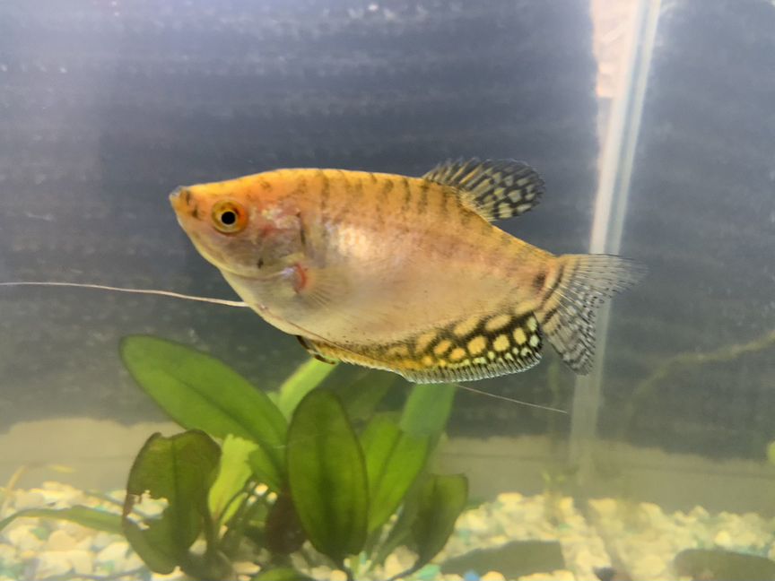 Гурами солнечные пара