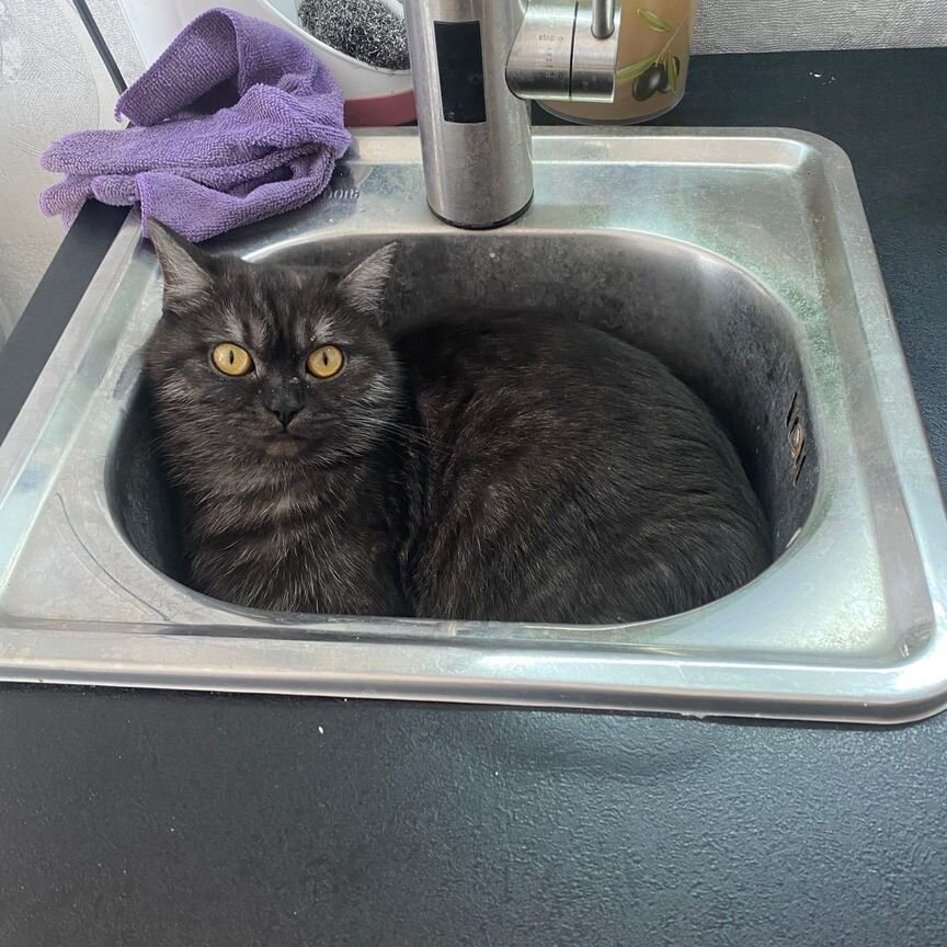 Шотландская прямоухая длинношёрстная, взрослая кошка